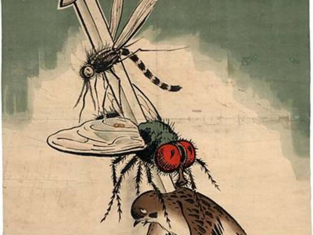 How Killing Sparrows Led to Famine in China