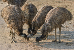 How Flightless Birds Beat the Australian Army in the Great Emu War