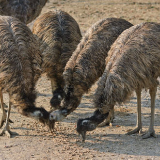 The Strange Story of Adam Rainer: The Man Who Was Born a Dwarf And ...