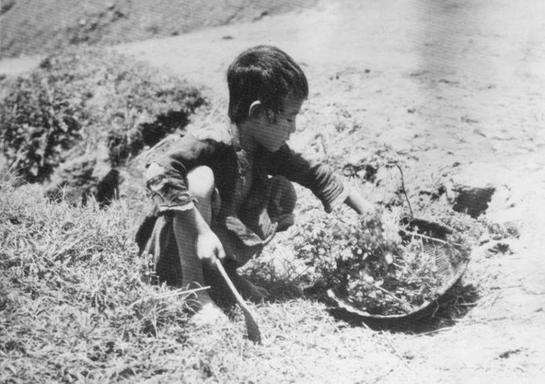 How Killing Sparrows Led to Famine in China