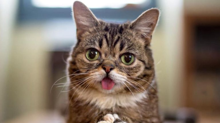 10 of The Most Famous Cats in History