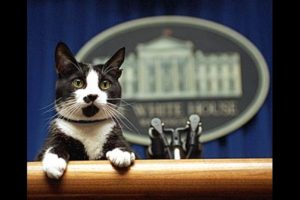 10 of The Most Famous Cats in History