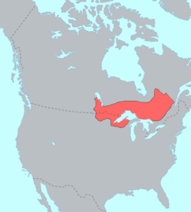 The history and culture of the Chippewa Tribe