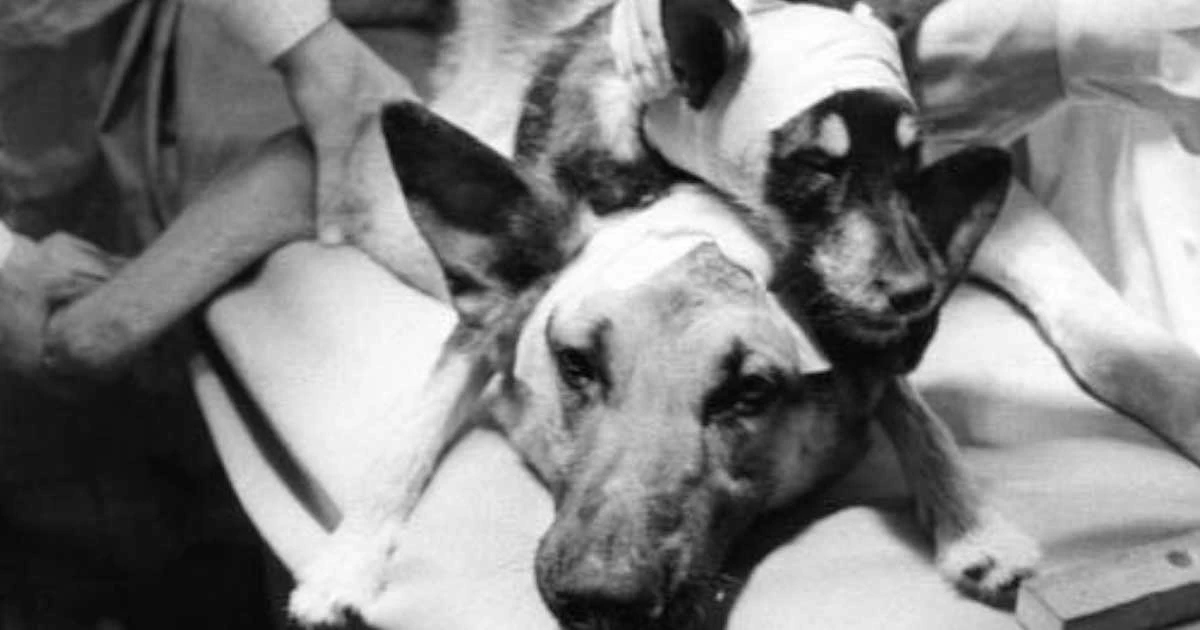 Vladimir Demikhov and the Two-Headed Dog Experiment