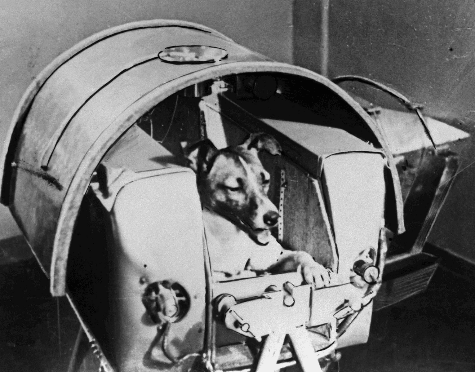 Laika: Soviet Space Dog & The First Animal In Orbit