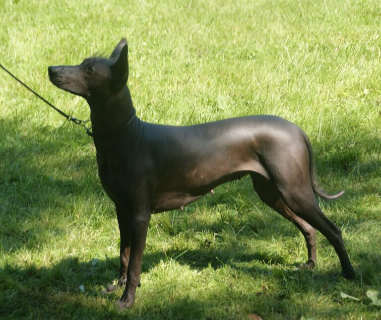 Ancient, Hairless Dog of the Gods: the Xolo Dog