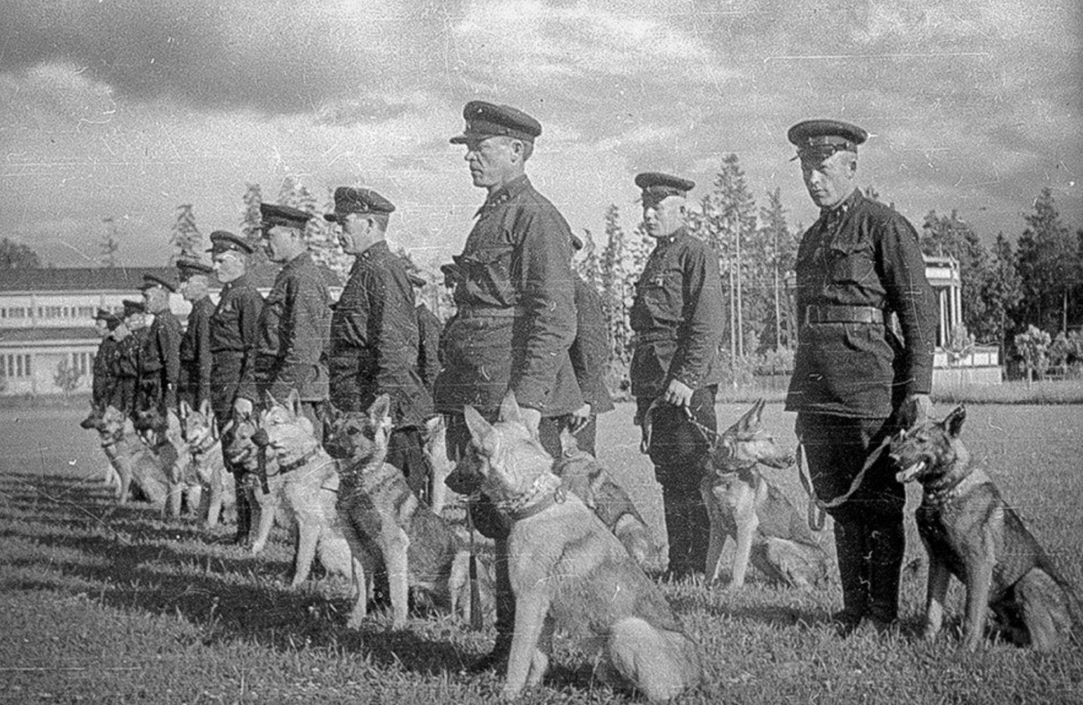How Soviet Anti-Tank Dogs Impacted World War II