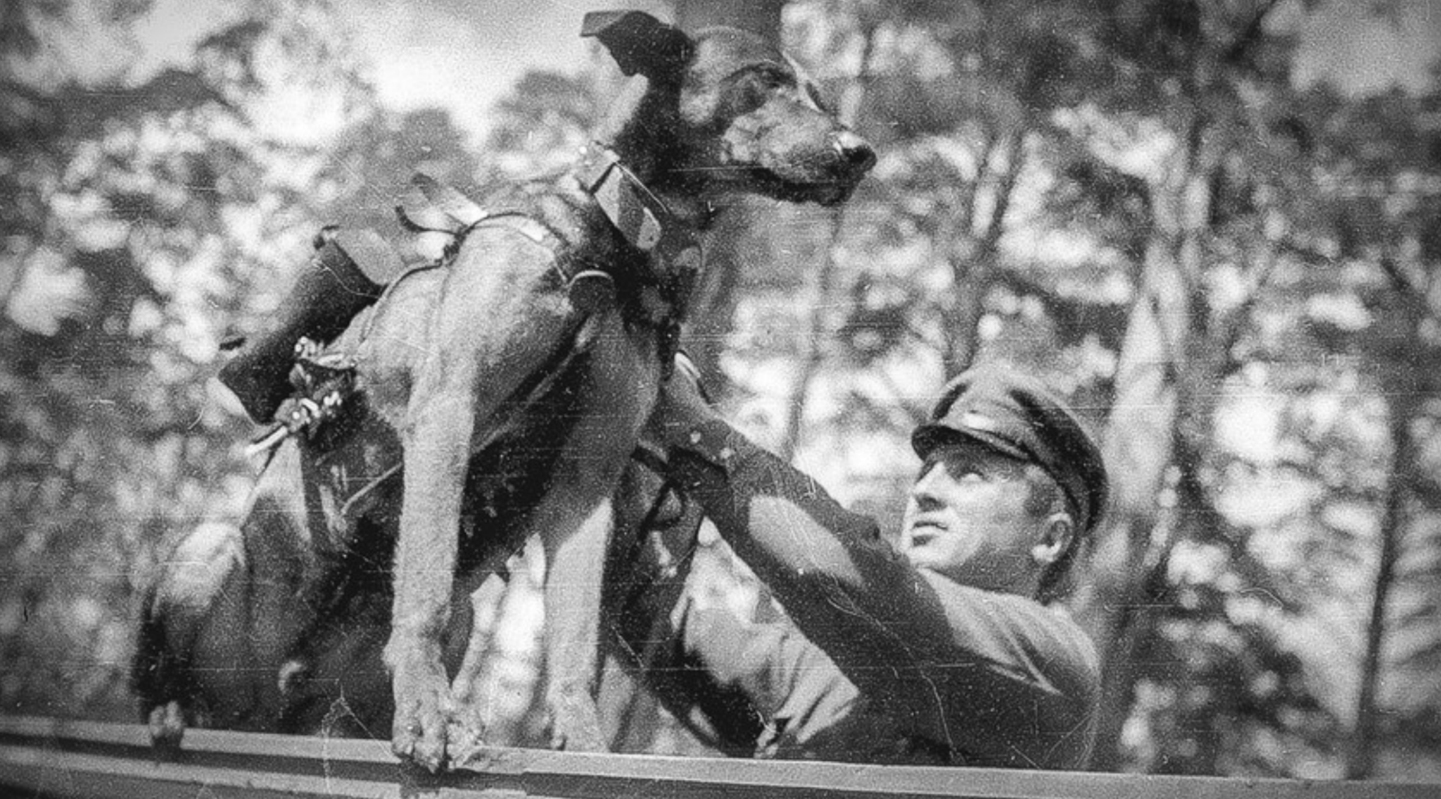 How Soviet Anti-Tank Dogs Impacted World War II