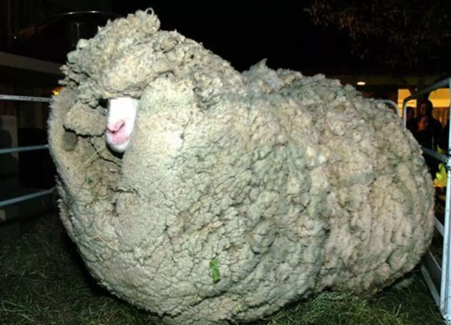 How Shrek the Sheep Evaded Discovery for Six Years