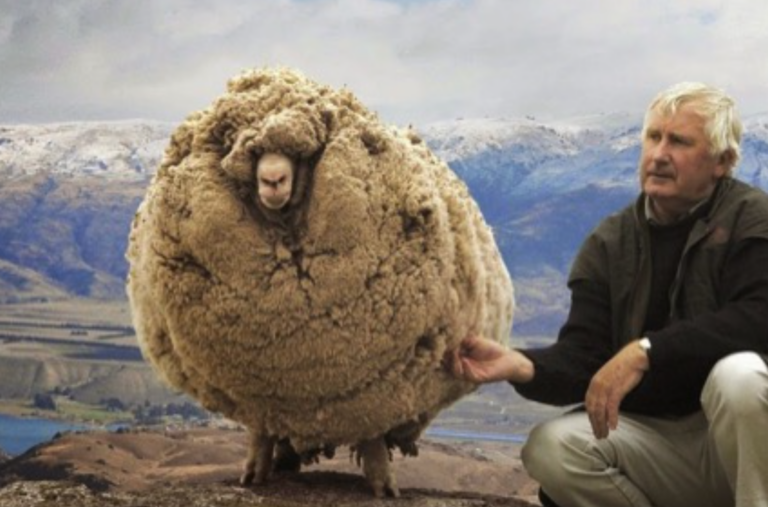 How Shrek the Sheep Evaded Discovery for Six Years