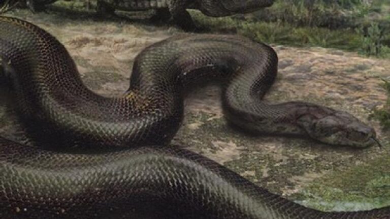 The Titanboa: The Biggest Snake That Ever Lived
