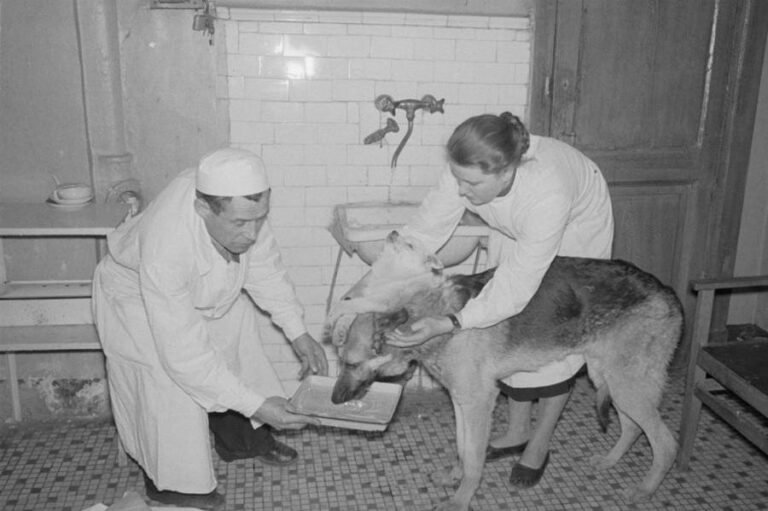 Vladimir Demikhov and the Two-Headed Dog Experiment