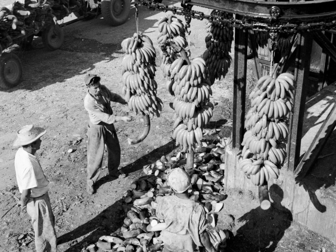 The Bizarre History of Bananas