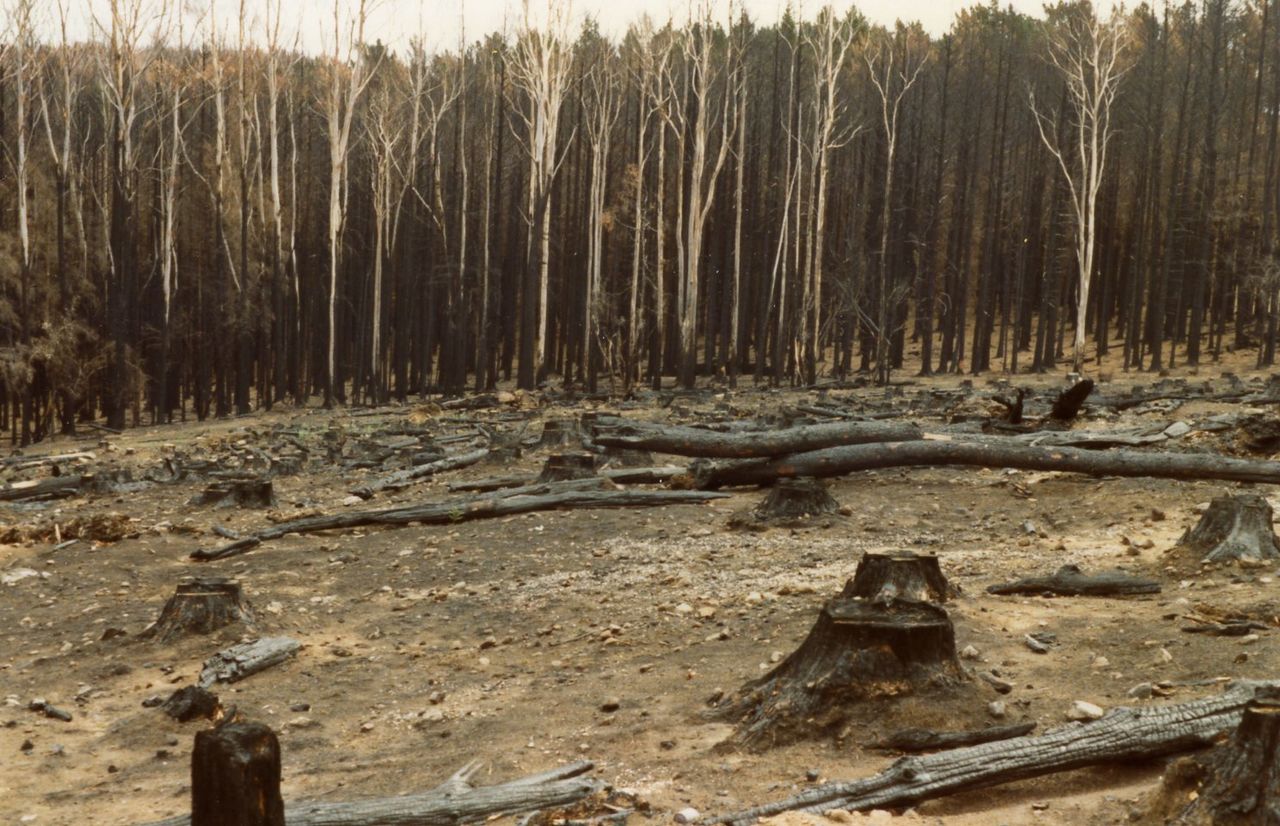 11 of the deadliest wildfires in history